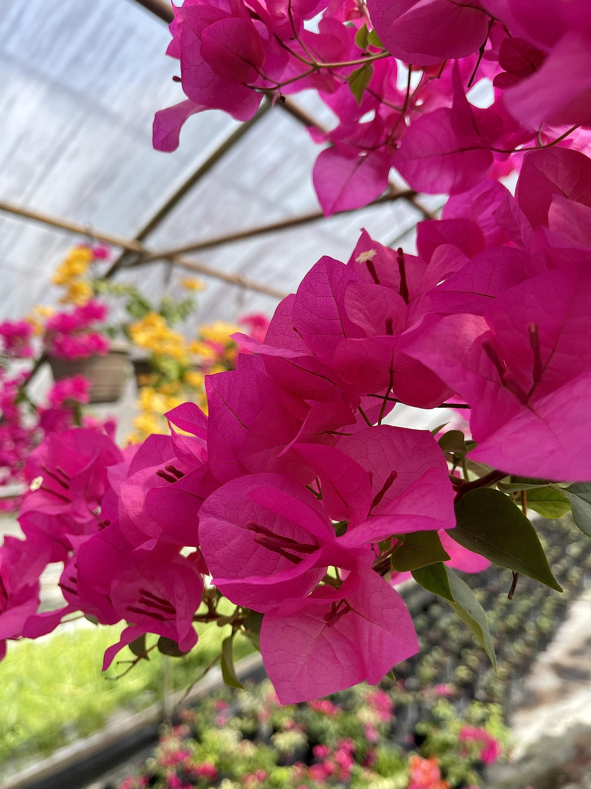 Live Plant Bougainvillea Vine Plant Assorted Colors 6" Pot with Trellis