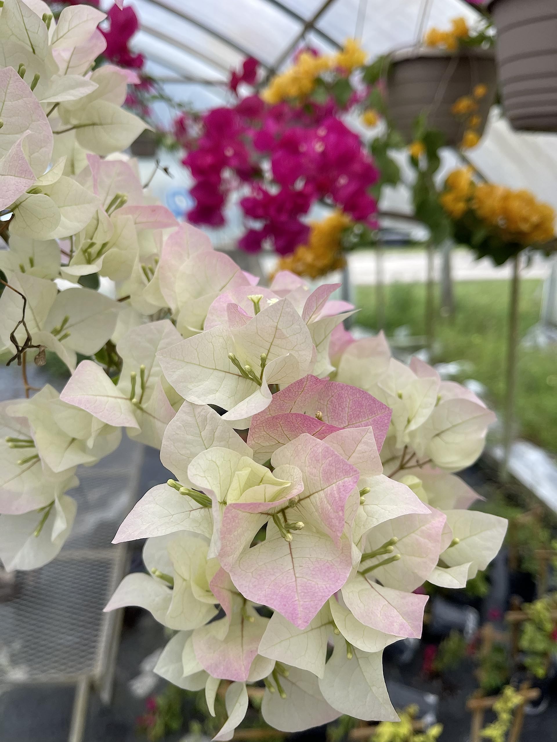 Live Plant Bougainvillea Vine Plant Assorted Colors 6" Pot with Trellis