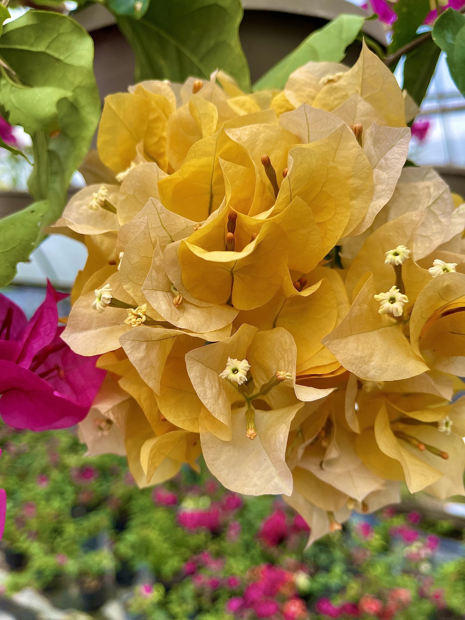 Live Plant Bougainvillea Vine Plant Assorted Colors 6" Pot with Trellis