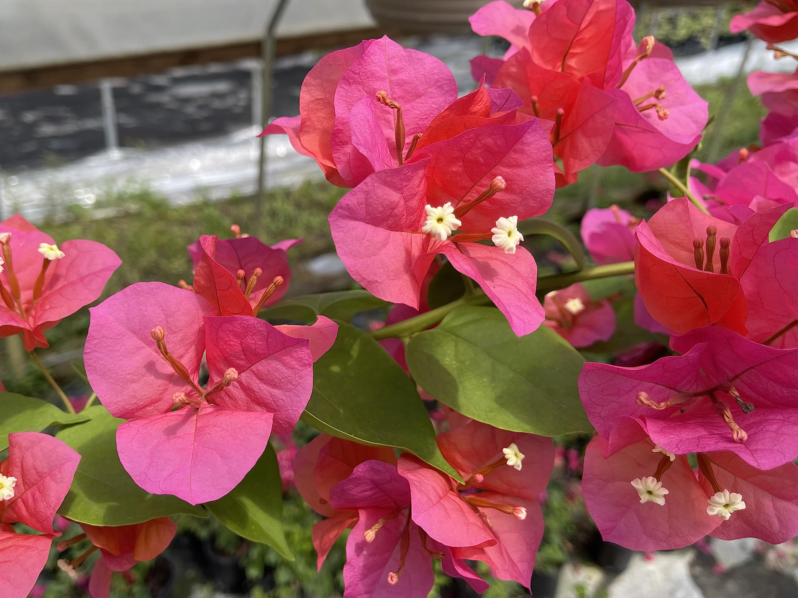 Live Plant Bougainvillea Vine Plant Assorted Colors 6" Pot with Trellis