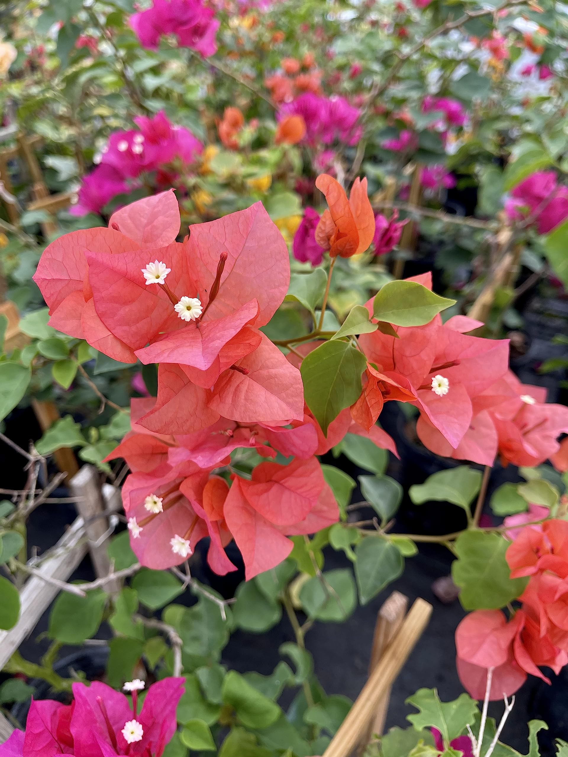 Live Plant Bougainvillea Vine Plant Assorted Colors 6" Pot with Trellis