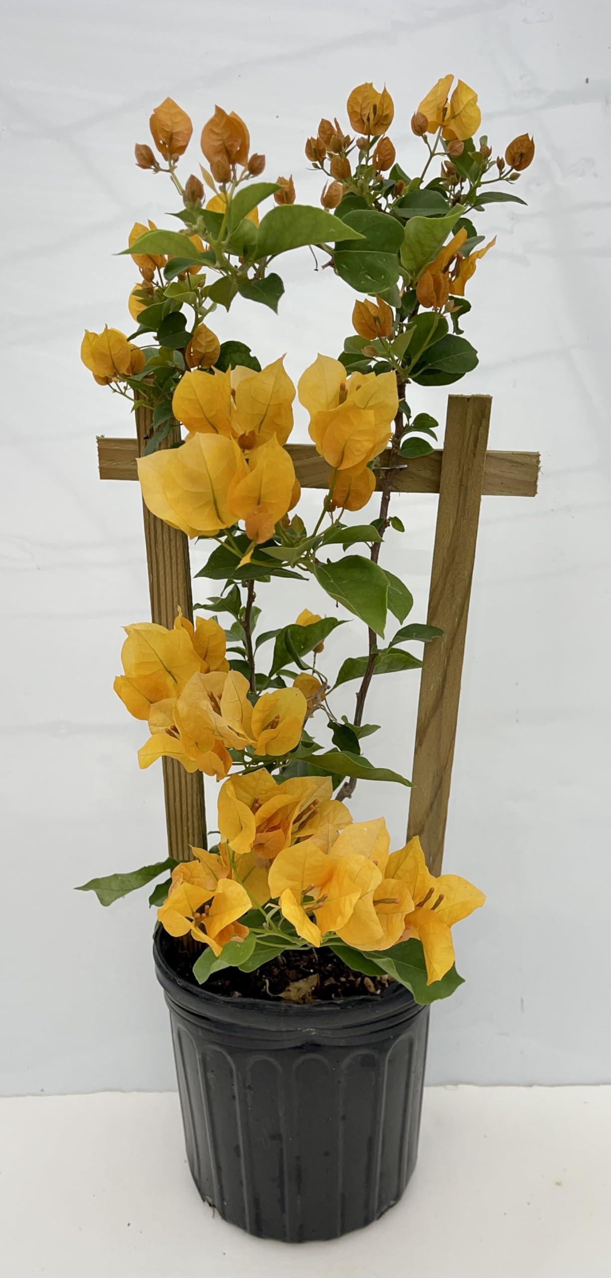 Live Plant Bougainvillea Vine Plant Assorted Colors 6" Pot with Trellis
