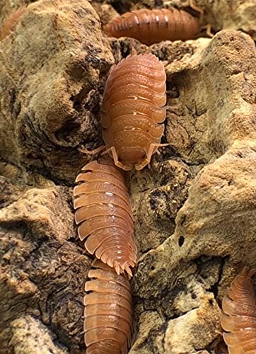 Bugzy Bugs Porcellio Orange Scabers Live Isopods Roly Polys Cleanup Crew for Terrarium Reptile Food 12 Count