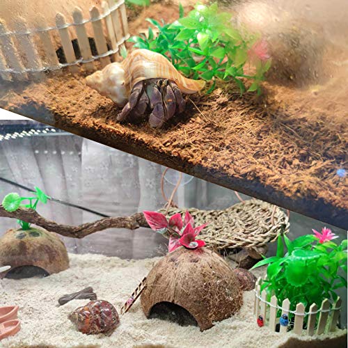 Hermit Crab Shells Medium to Large Growth Turbo Seashells 1"-2" Openning Size Natural Supplies Conch Habitat