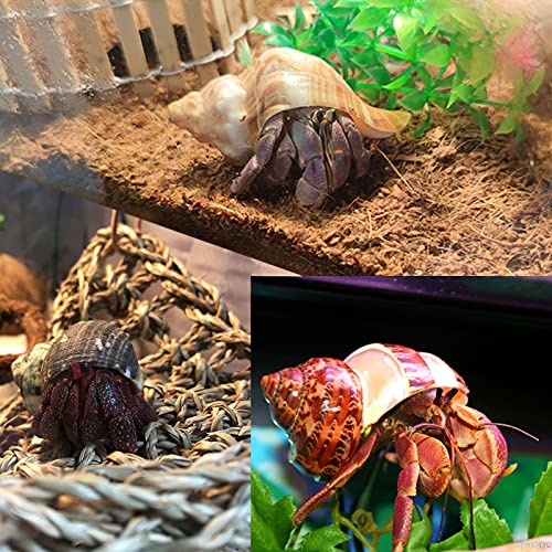 Hermit Crab Shells Medium to Large Growth Turbo Seashells 1"-2" Openning Size Natural Supplies Conch Habitat