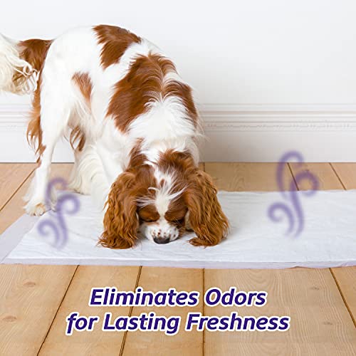 Hartz Home Protection Odor Eliminating Scented Dog Pads, Super Absorbent & Won’t Leak, Lavender Scent, 3XL Pads, 30 Count, Packaging May Vary