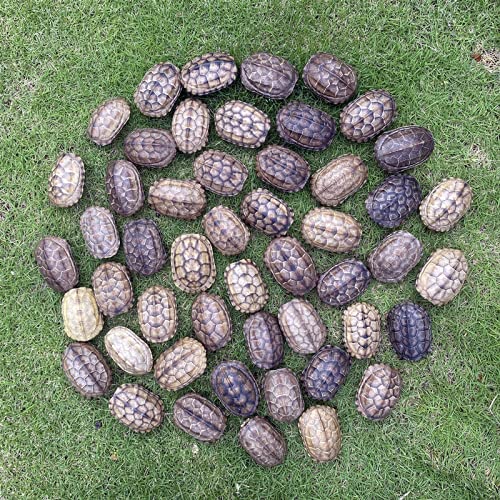 Unique Turtle Shell True Specimen Turtle Shell( Reeves' Turtle) Taxidermy (1)