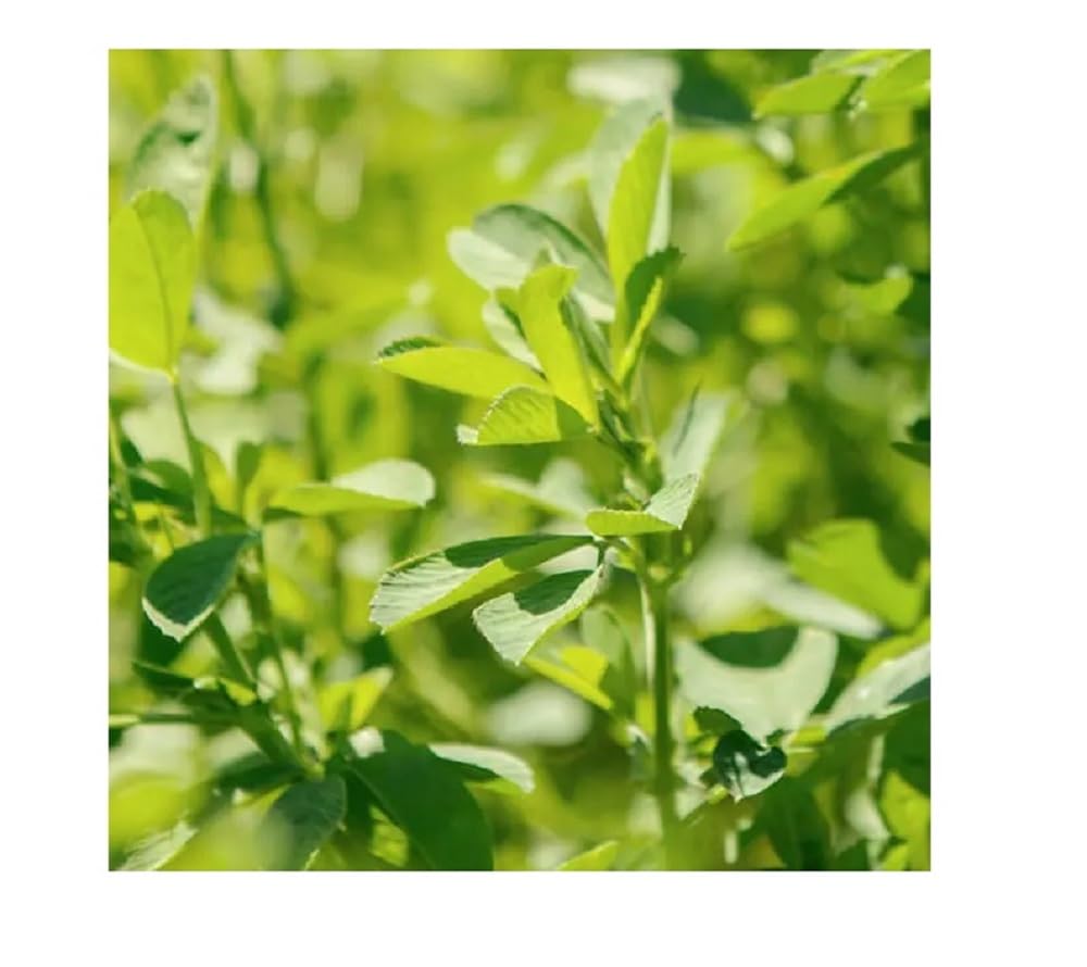 Bunny Honey Bulk Fresh Alfalfa Hay 80oz USDA Organic Alfalfa Hay for Chinchillas - Best Cut & Delivered Fresh - Promotes Healthy Digestive Function - 5 Pound