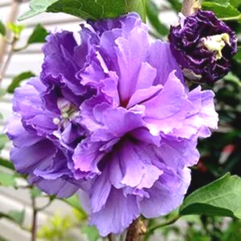 1 Purple Rose of Sharon Plants Live in Quart Container, Althea Hibiscus Plants Live, Hibiscus Flowers Plants Hibiscus Syriacus