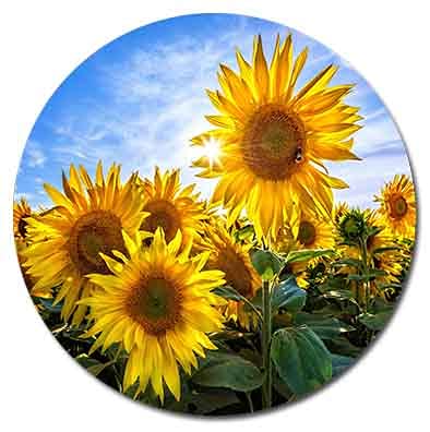 Blooming Sunny Sunflower Round Coaster Set of Drink- Made of Polyester Fabric and Recycled Rubber Coaster Set - Set of 4