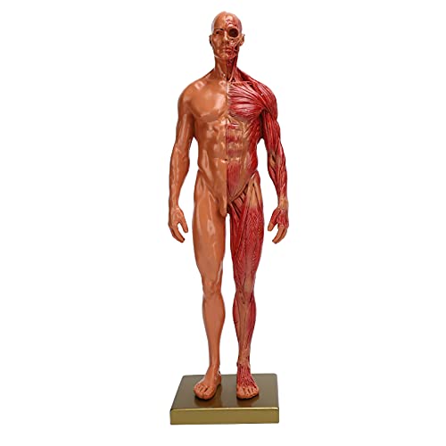 YUYTE Miniature Muscular System Model, 11.8 β Human Muscles Anatomy Model Displaying Anatomical Model, Resin, Show Surface Muscles and Body Structure, Fitness Enthusiast