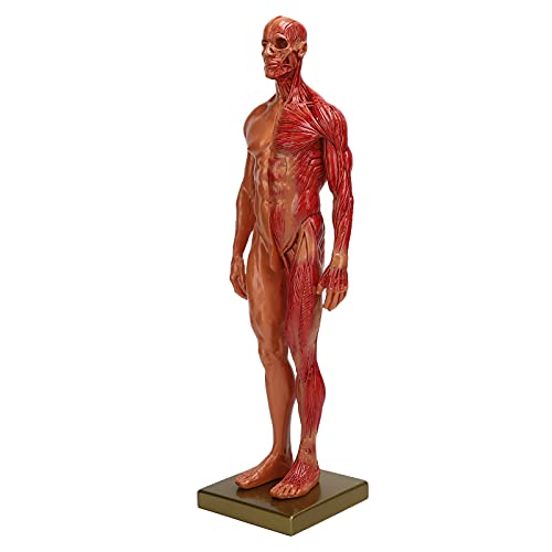 YUYTE Miniature Muscular System Model, 11.8 β Human Muscles Anatomy Model Displaying Anatomical Model, Resin, Show Surface Muscles and Body Structure, Fitness Enthusiast