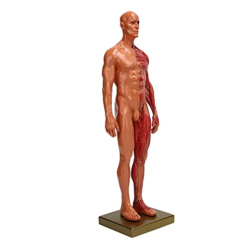 YUYTE Miniature Muscular System Model, 11.8 β Human Muscles Anatomy Model Displaying Anatomical Model, Resin, Show Surface Muscles and Body Structure, Fitness Enthusiast