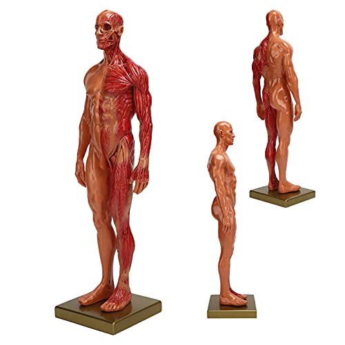 YUYTE Miniature Muscular System Model, 11.8 β Human Muscles Anatomy Model Displaying Anatomical Model, Resin, Show Surface Muscles and Body Structure, Fitness Enthusiast