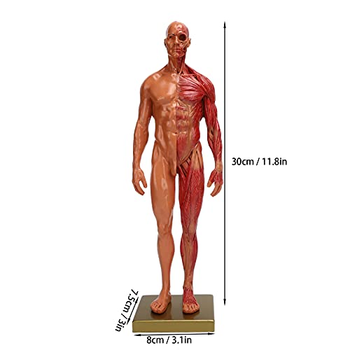 YUYTE Miniature Muscular System Model, 11.8 β Human Muscles Anatomy Model Displaying Anatomical Model, Resin, Show Surface Muscles and Body Structure, Fitness Enthusiast