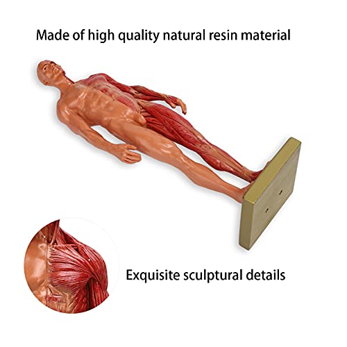 YUYTE Miniature Muscular System Model, 11.8 β Human Muscles Anatomy Model Displaying Anatomical Model, Resin, Show Surface Muscles and Body Structure, Fitness Enthusiast