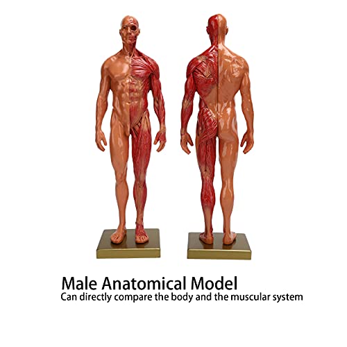 YUYTE Miniature Muscular System Model, 11.8 β Human Muscles Anatomy Model Displaying Anatomical Model, Resin, Show Surface Muscles and Body Structure, Fitness Enthusiast