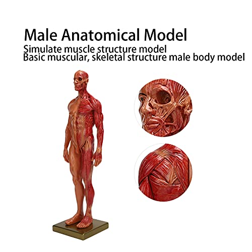 YUYTE Miniature Muscular System Model, 11.8 β Human Muscles Anatomy Model Displaying Anatomical Model, Resin, Show Surface Muscles and Body Structure, Fitness Enthusiast