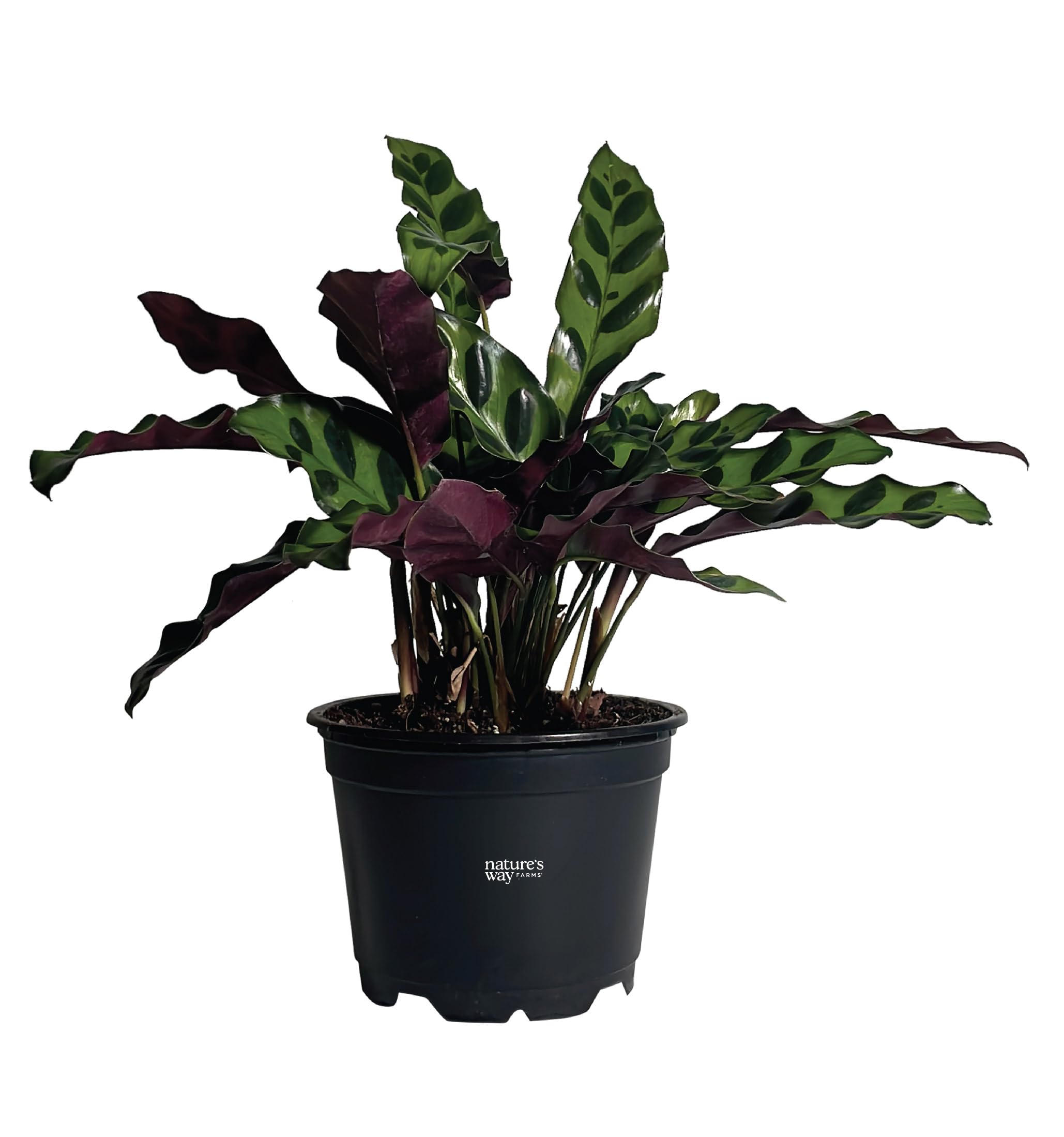 Nature's Way Farms Calathea Goeppertia Insignis Rattlesnake Live Houseplant (7-11 inches Tall) in Growers Pot