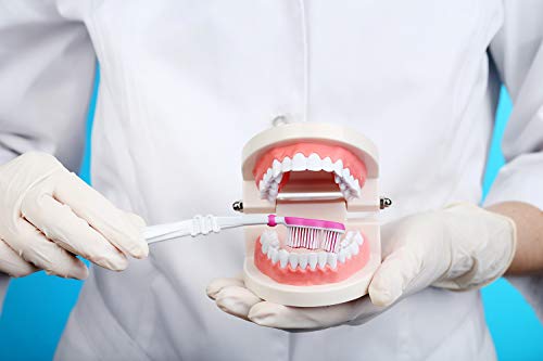 1 Pack Standard Teeth Model Adult Standard Typodont Demonstration Denture Model for Kids Dental Teaching, Clean Display, Education, Study (No Wisdom Teeth)(with 2 Fixed Wrench)