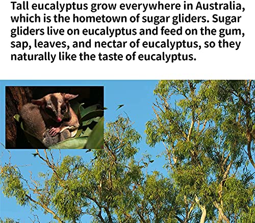 NEOUZA Sugar Glider Small Animal Bedding, Chew Treats, Molar Toys, 200g Natural Dried Eucalyptus Leaves and Twigs (200g Eucalyptus Leaves)