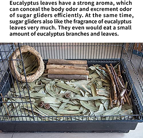 NEOUZA Sugar Glider Small Animal Bedding, Chew Treats, Molar Toys, 200g Natural Dried Eucalyptus Leaves and Twigs (200g Eucalyptus Leaves)