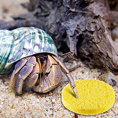 8 Pieces Hermit Crab Sponges Pets Crab Real Sea Sponges Unbleached Water Dish Sea Sponge Provide Nutrients Crab Sponges for Pet Hermit Crab Tank Humidity Supplies