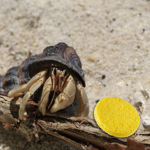 8 Pieces Hermit Crab Sponges Pets Crab Real Sea Sponges Unbleached Water Dish Sea Sponge Provide Nutrients Crab Sponges for Pet Hermit Crab Tank Humidity Supplies