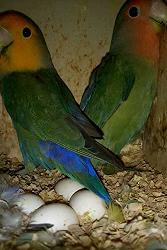 WOLEDOE 8Pcs Fake Bird Eggs, Stop Egg Laying fit Cockatiels, Green Cheeks, Lovebird, Ringneck Dove, Lorikeet, Bourke Parakeet, Quaker Parrots
