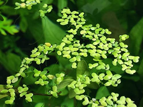 Aquatic Arts Duckweed Live Plant for Aquarium (250+ Pods) | Floating Aquarium Plants Live / Floating Pond Plants Live | Aquatic Plants for Aquaponic Fish Tank | Live Duckweed Aquarium Plant Bundle