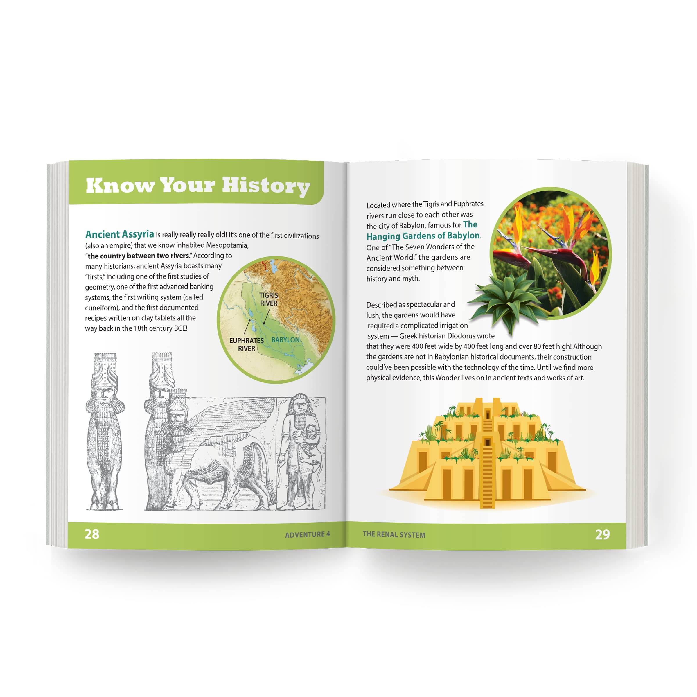 The Renal System: You've got to be Kidney - Adventure 4 (Systems of the Body)