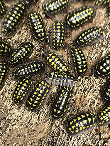 Armadillidium Gestroi Isopods 12 Count Roly Poly Insects Cleanup Feeder Crew for Terrarium Reptile Pet Food