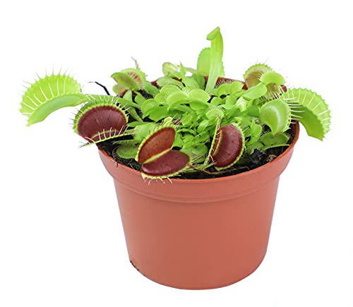 Live Venus Fly Trap Live Plant, Dionaea Muscipula, Venus Fly Trap Plant Decor, Sundew Carnivorous Plants Live Houseplants, Venus Fly Trap Terrarium Plants, Live Plants Indoor Plants by Plants for Pets