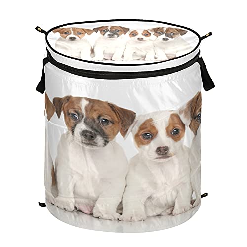 xigua Jack Russell Terrier Puppies Pop Up Laundry Hamper Bucket Cylindric, Foldable Clothes Bag, Folding Washing Bin,Large Capacity Zipper Lid Laundry Storage Basket
