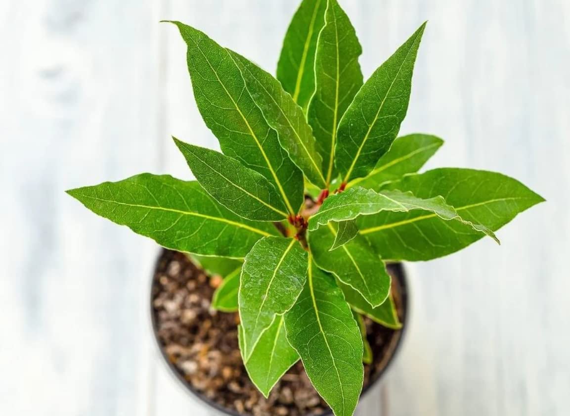 Bay Leaf Laurel Tree Live Plant Herb Bush for Planting Ornament Perennial 4 to 8 Inch Tall