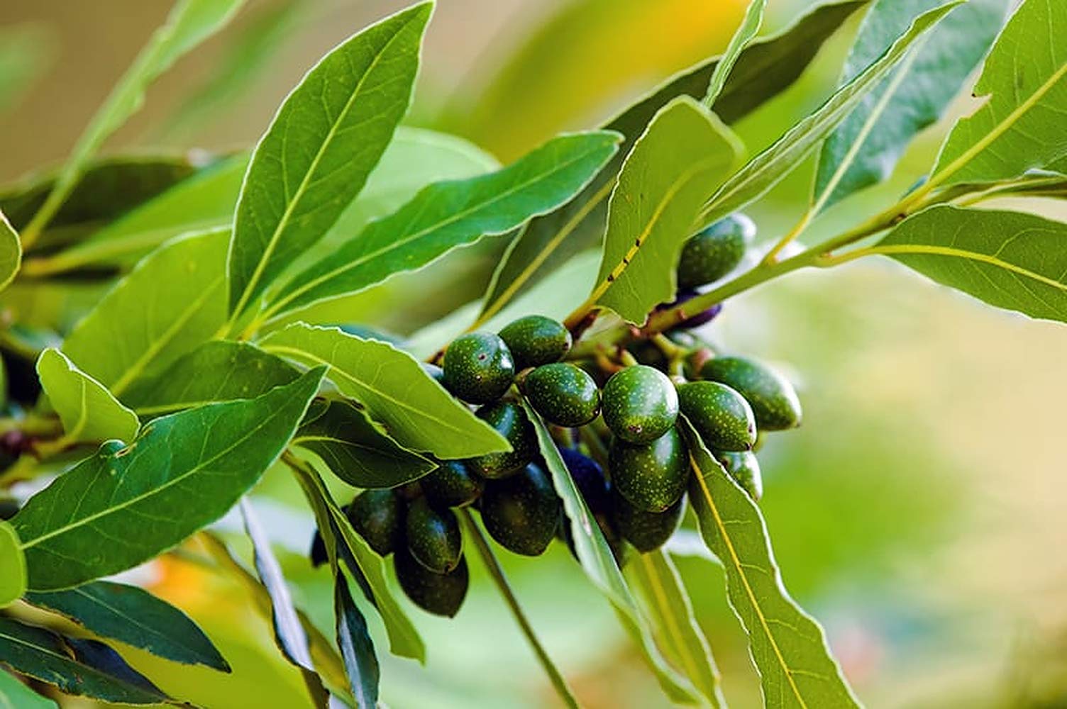 Bay Leaf Laurel Tree Live Plant Herb Bush for Planting Ornament Perennial 4 to 8 Inch Tall