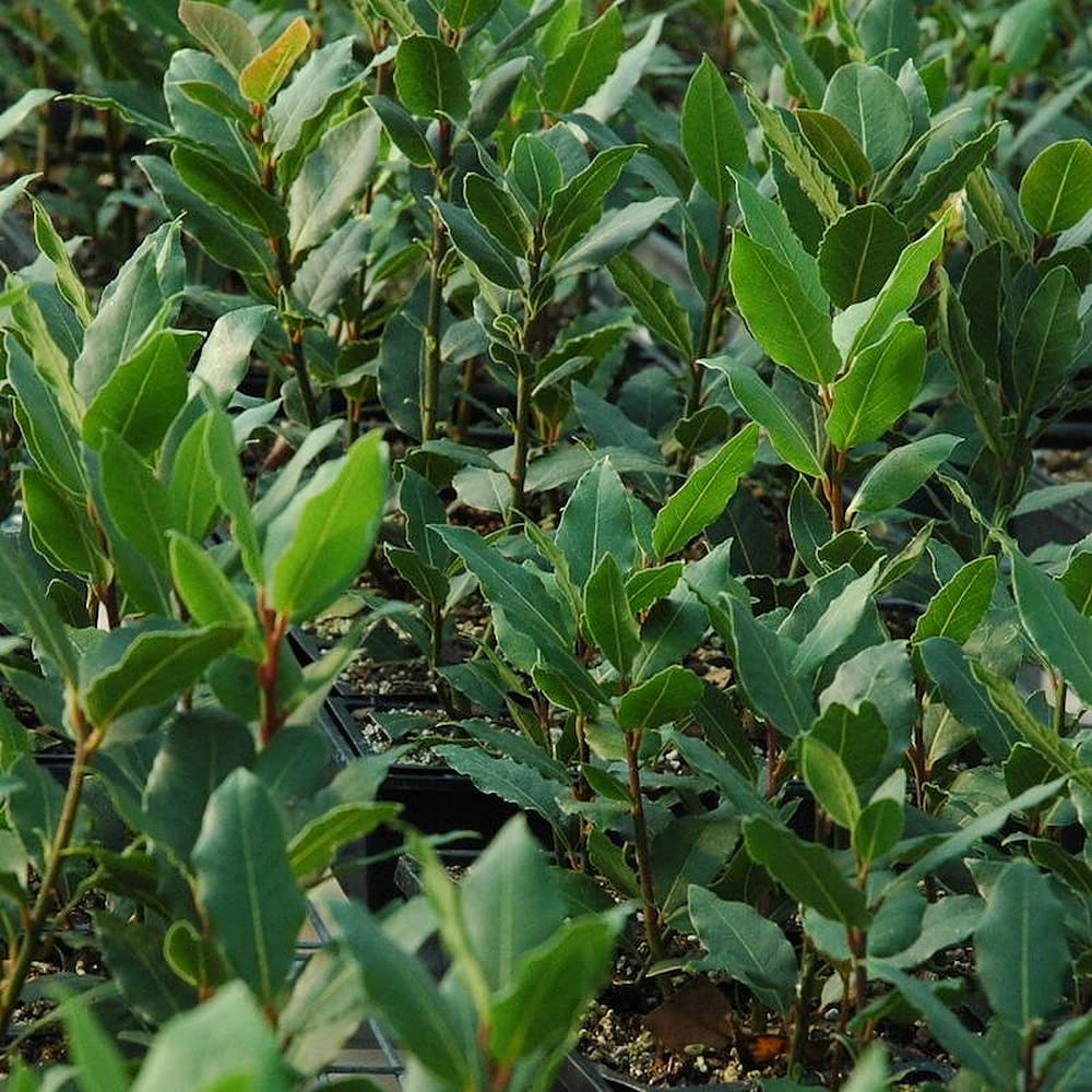 Bay Leaf Laurel Tree Live Plant Herb Bush for Planting Ornament Perennial 4 to 8 Inch Tall