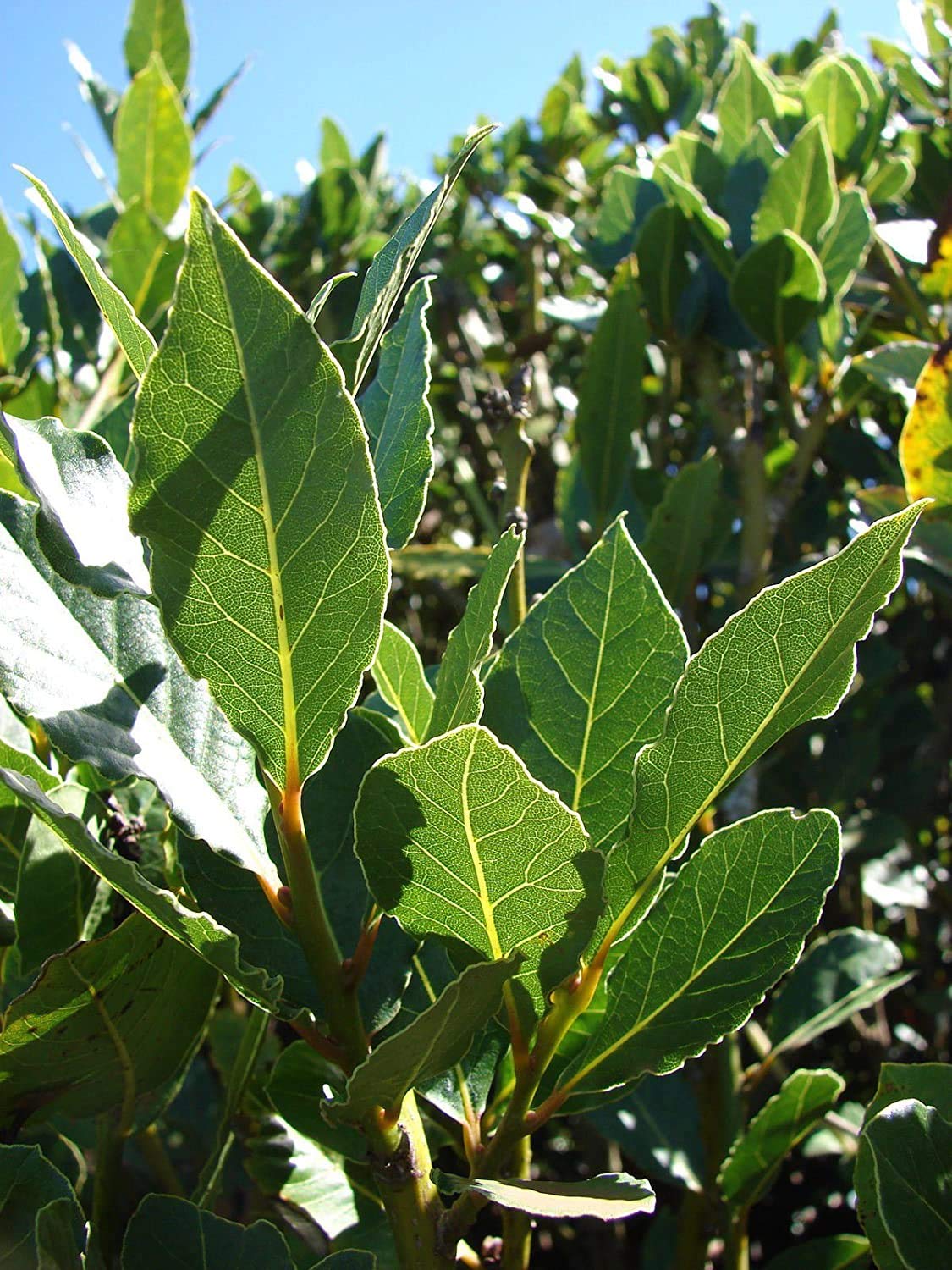 Bay Leaf Laurel Tree Live Plant Herb Bush for Planting Ornament Perennial 4 to 8 Inch Tall