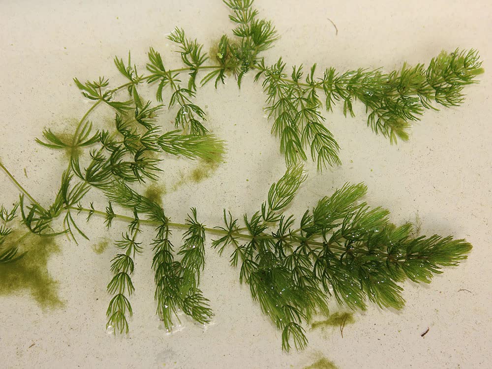 Marcus Fish Tanks Hornwort Coontail Ceratophyllum Easy Live Aquarium Plant Oxygenating Pond Plant Buy 2 GET 1 Extra