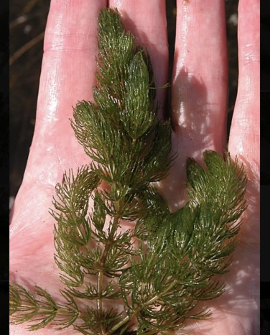 Marcus Fish Tanks Hornwort Coontail Ceratophyllum Easy Live Aquarium Plant Oxygenating Pond Plant Buy 2 GET 1 Extra
