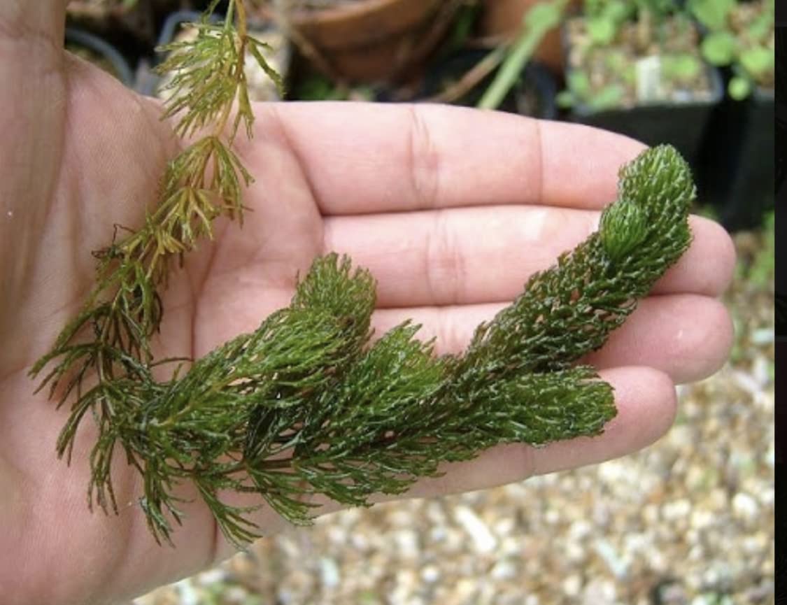 Marcus Fish Tanks Hornwort Coontail Ceratophyllum Easy Live Aquarium Plant Oxygenating Pond Plant Buy 2 GET 1 Extra