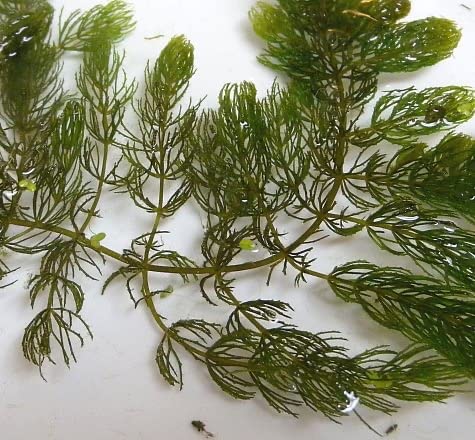 Marcus Fish Tanks Hornwort Coontail Ceratophyllum Easy Live Aquarium Plant Oxygenating Pond Plant Buy 2 GET 1 Extra