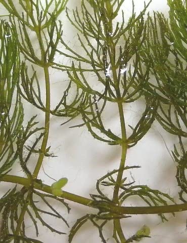 Marcus Fish Tanks Hornwort Coontail Ceratophyllum Easy Live Aquarium Plant Oxygenating Pond Plant Buy 2 GET 1 Extra