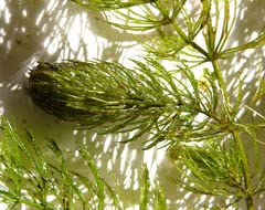 Marcus Fish Tanks Hornwort Coontail Ceratophyllum Easy Live Aquarium Plant Oxygenating Pond Plant Buy 2 GET 1 Extra