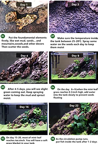 Live Aquarium Plant Seeds Combo,Fresh Water Grass Plants Mini Leaf & Longhair Grass Small Pearl for Fish Tank Terrarium Aquatic Dwarf Carpet Decor Decoration 6 aab (1M1L)