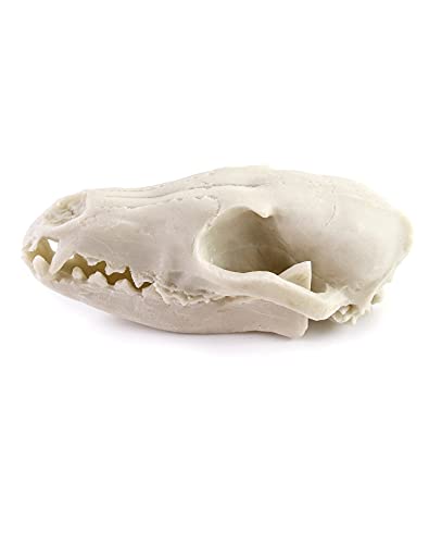 QWORK Fox Skull, Realistic Animal Skull Bones Fox Head Skeleton Natural Teeth Bone Specimen Model for Home Collectible Decoration Halloween Party