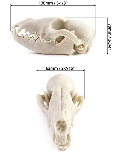 QWORK Fox Skull, Realistic Animal Skull Bones Fox Head Skeleton Natural Teeth Bone Specimen Model for Home Collectible Decoration Halloween Party