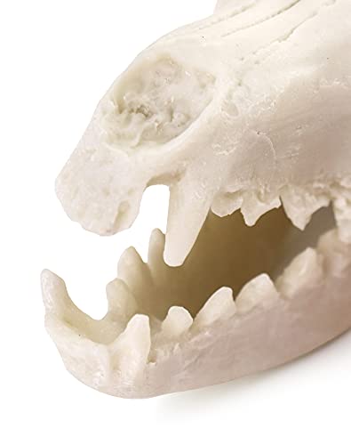 QWORK Fox Skull, Realistic Animal Skull Bones Fox Head Skeleton Natural Teeth Bone Specimen Model for Home Collectible Decoration Halloween Party