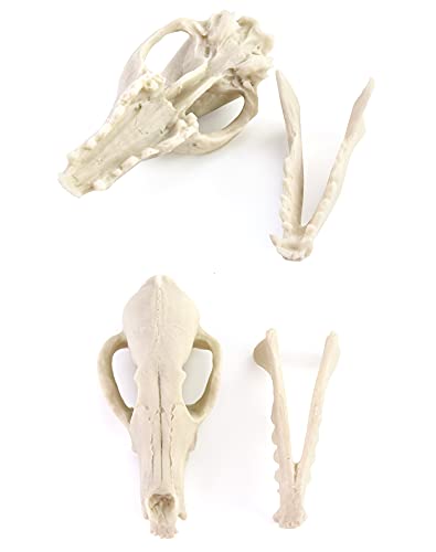 QWORK Fox Skull, Realistic Animal Skull Bones Fox Head Skeleton Natural Teeth Bone Specimen Model for Home Collectible Decoration Halloween Party