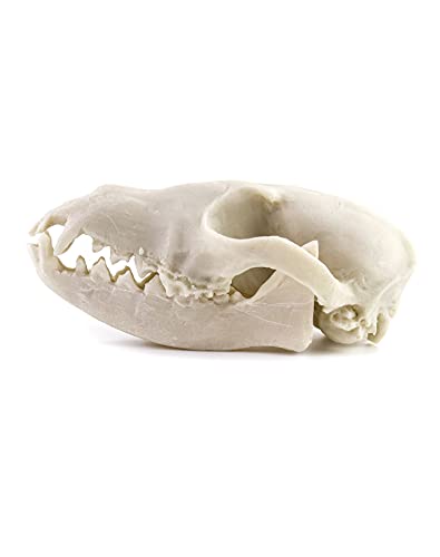 QWORK Fox Skull, Realistic Animal Skull Bones Fox Head Skeleton Natural Teeth Bone Specimen Model for Home Collectible Decoration Halloween Party